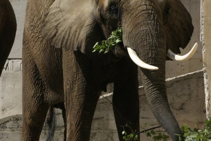 Čo so stromčekmi, ktoré sa počas Vianoc nepredali? Pochutnáju si na ...